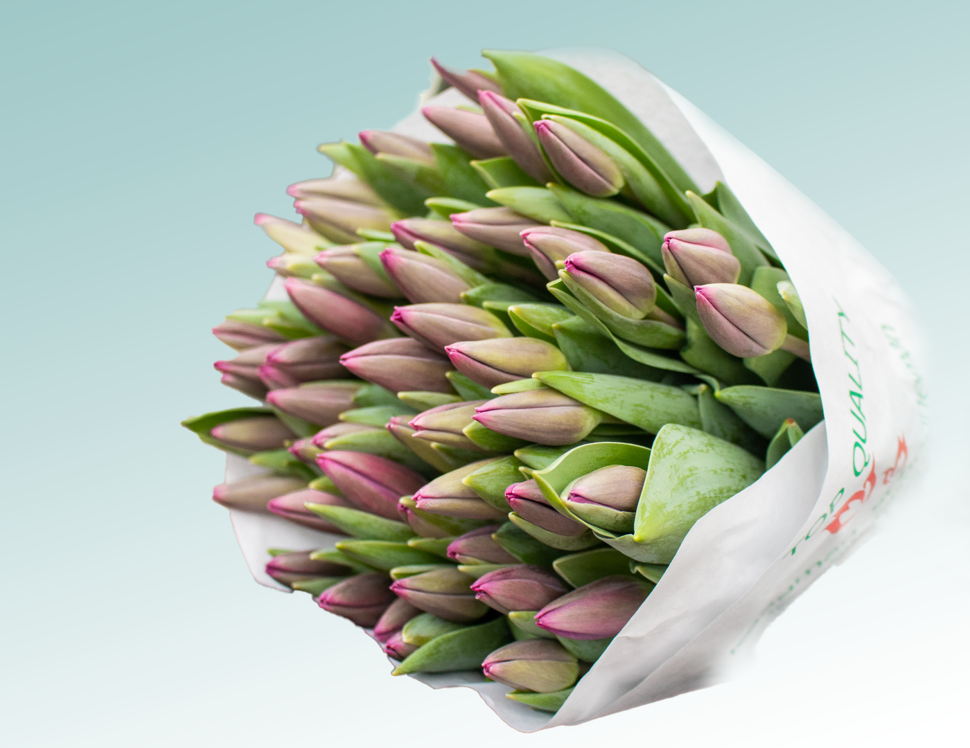 Onze Tulpen – Kaagman Schooneman
